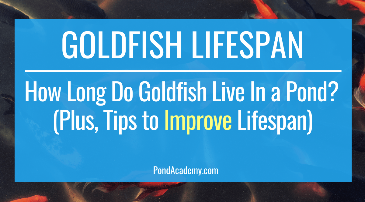 How Long Do Goldfish Live In a Pond? (Tips to Improve Lifespan)