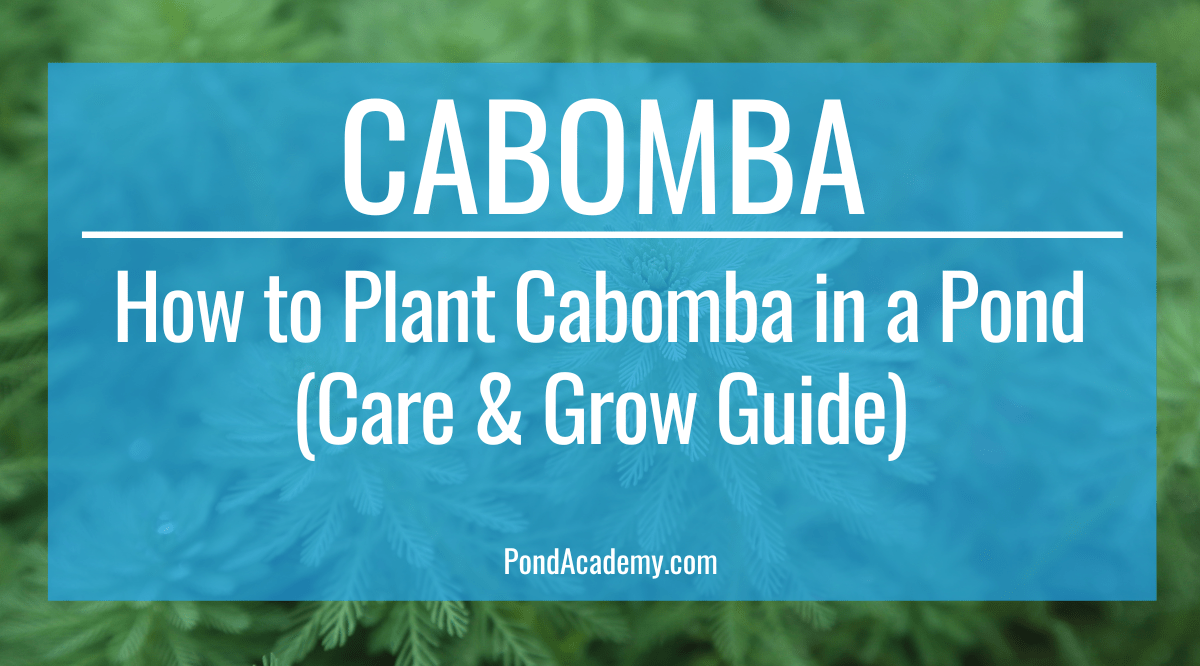 Cabomba Pond Plant - Care & Grow Guide