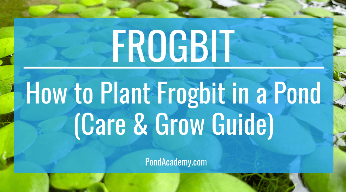 Frogbit Pond Plant - Care & Grow Guide