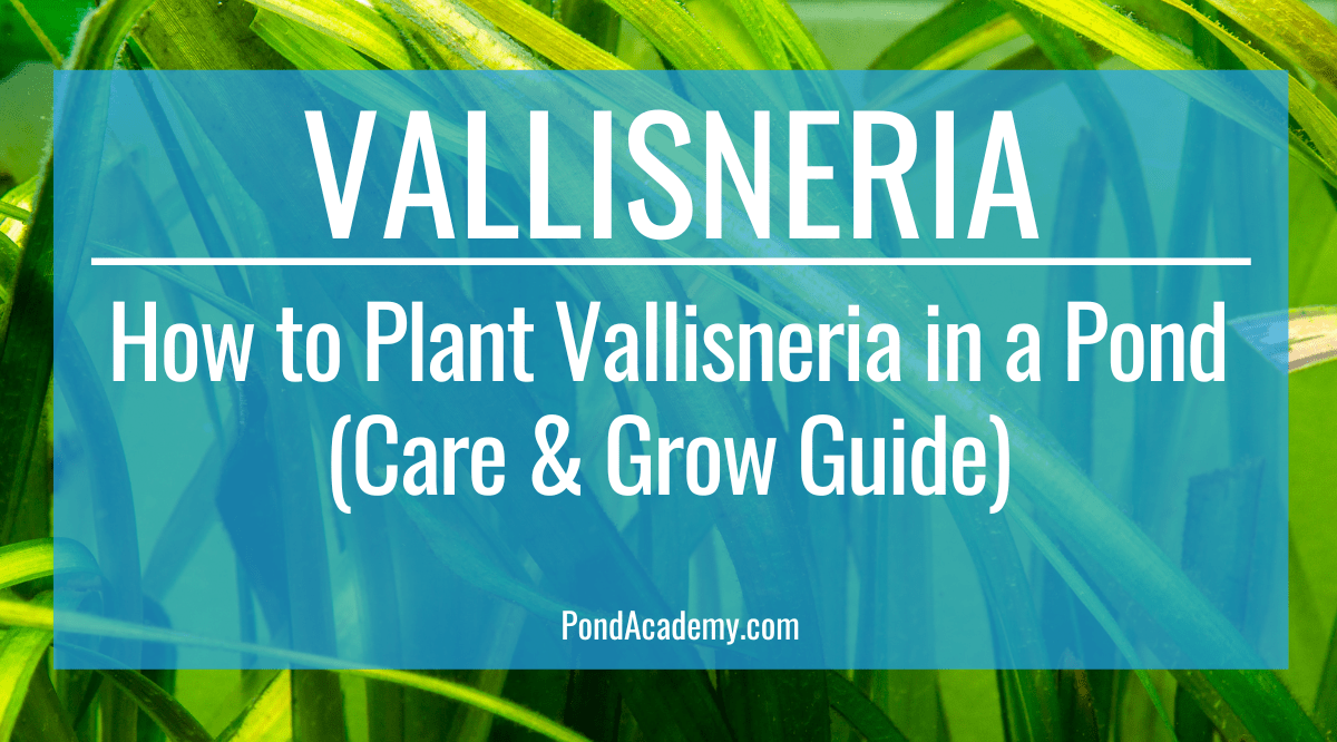 Vallisneria Pond Plant - Care & Grow Guide