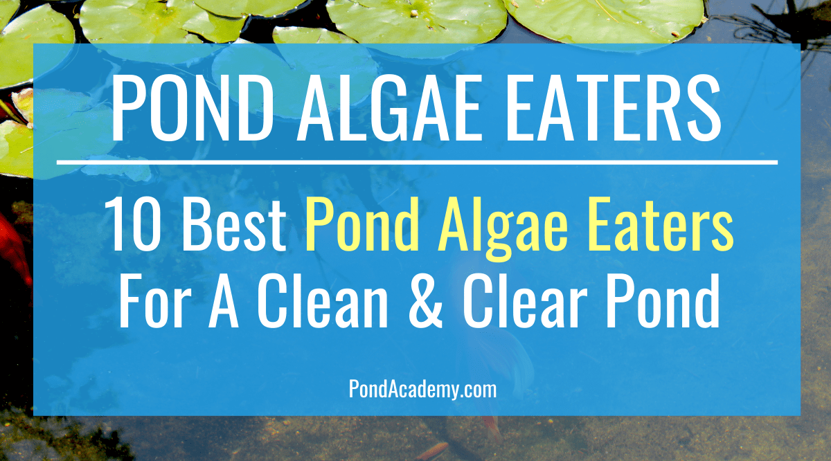 10 Best Pond Algae Eaters For A Clean And Clear Pond