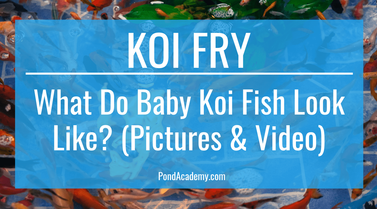What Do Baby Koi Fish Look Like? (Pictures & Video)